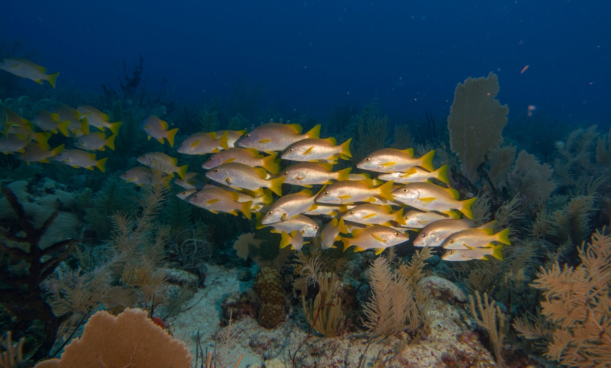 Two Years of Action: Delivering on Belize’s Commitment to Ocean ...